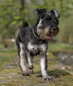 Mittelschnauzer Charakter - Wesen - Erziehung - Haltung | Hunde-fan.de